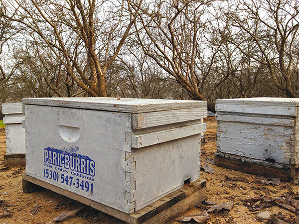 Almond Tree Life Cycle | Almond Tree Farming - Nature's Eats | Digital ...