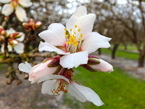 Almond Tree Life Cycle | Almond Tree Farming - Nature's Eats